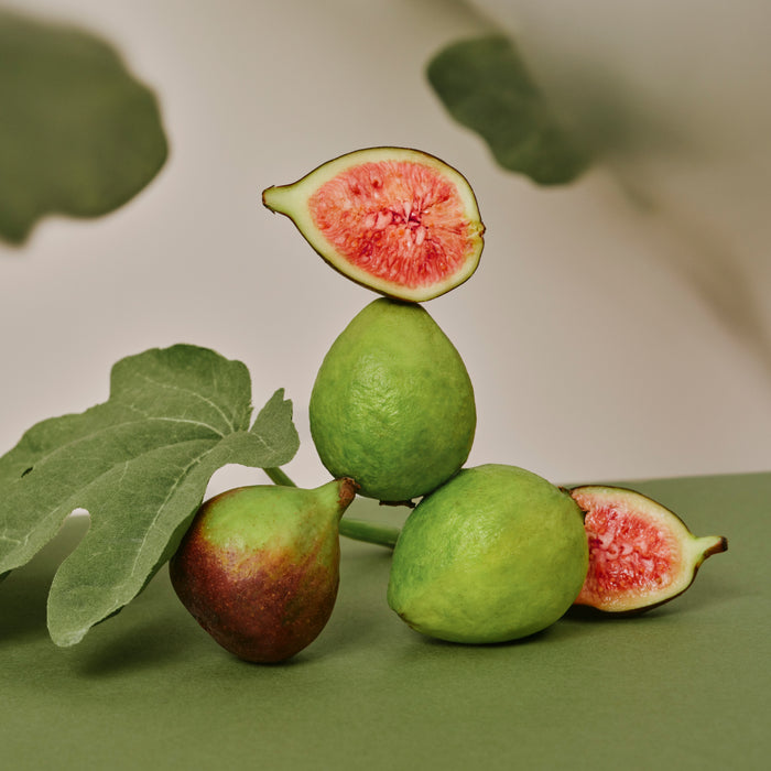 Pilot Coffee Roasters